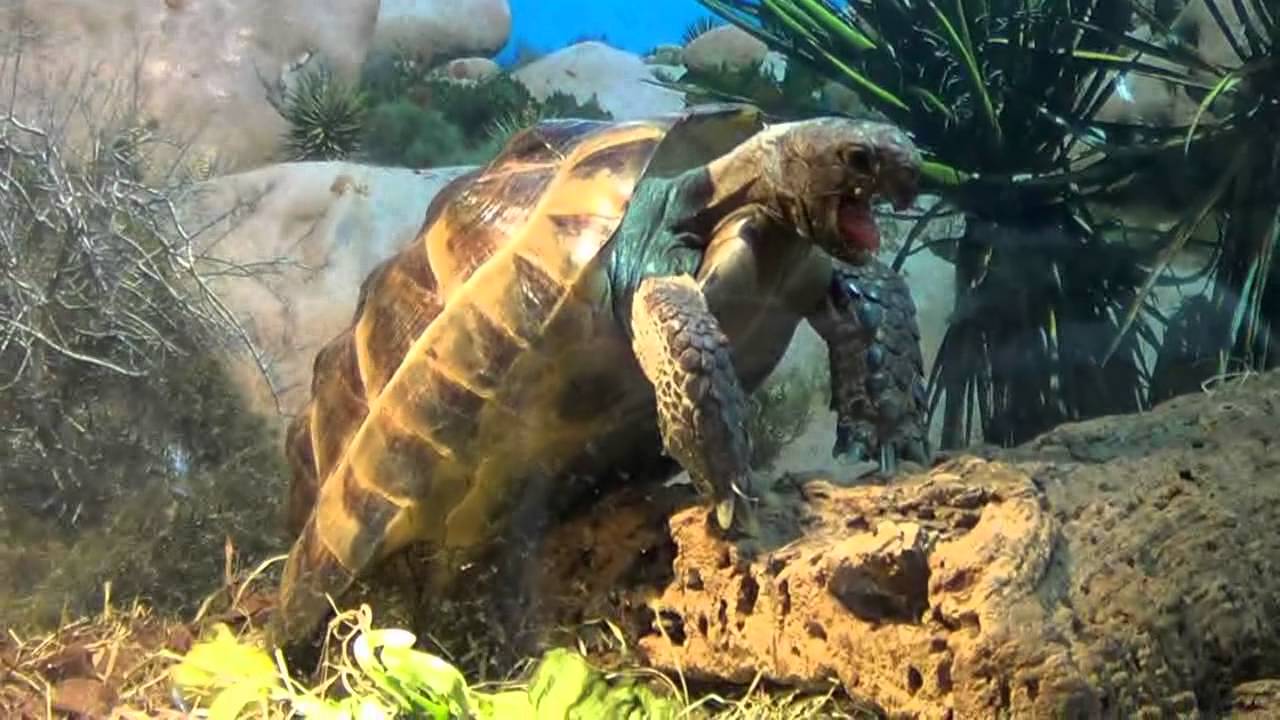 Turtle Sex A Funny Vid Youtube 7829