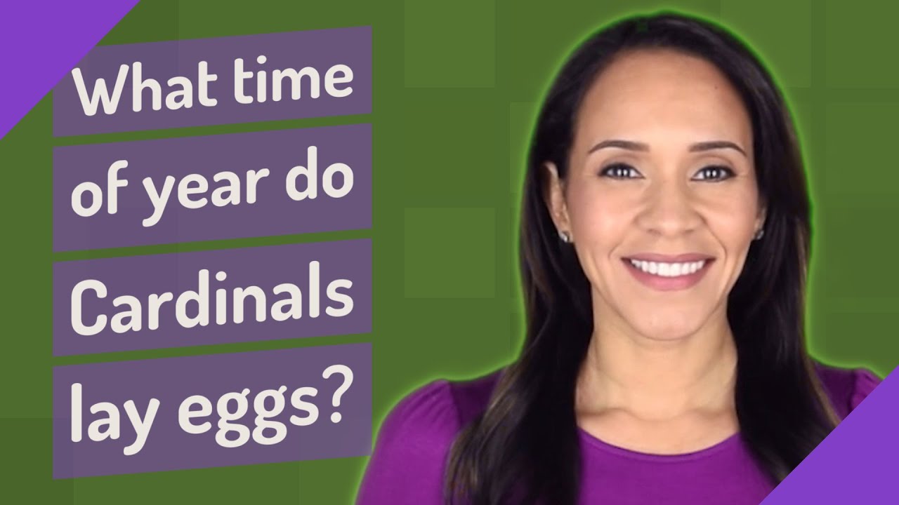 What Time Of Year Do Cardinals Lay Eggs YouTube what-time-of-year-do-cardinals-lay-eggs-youtube