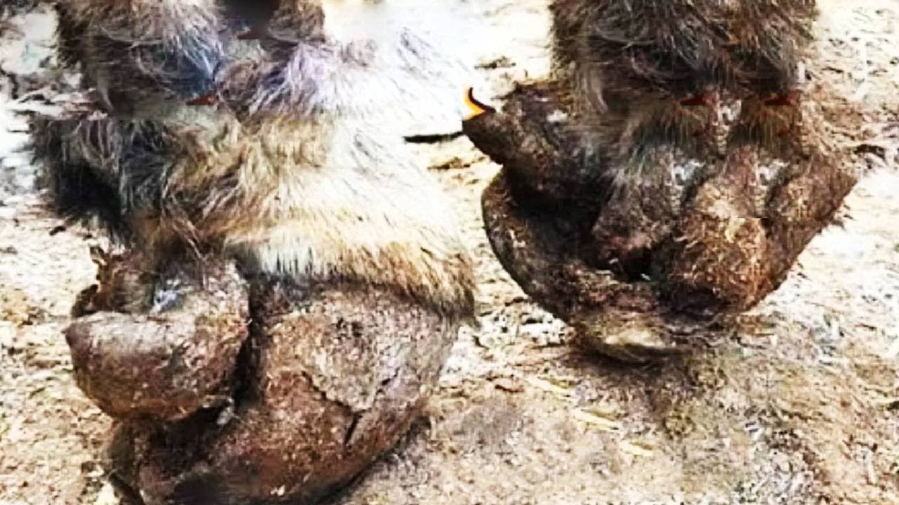 Repair The Hooves Of The Fierce Horse! It Has A Severe Hoof And Can't ...