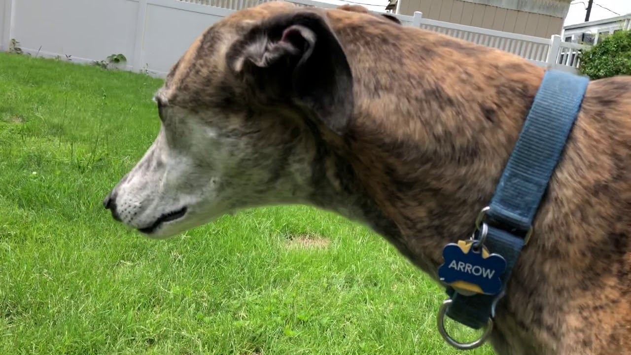 Arrow, the 3-legged greyhound - YouTube