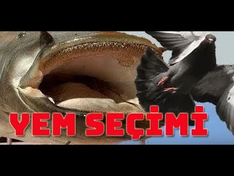 Yayın Avı Yem Seçimi TOP5