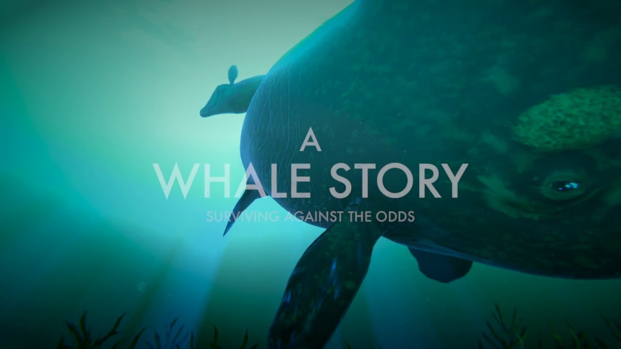 A WHALE STORY: Surviving Against the Odds -Trailer - YouTube
