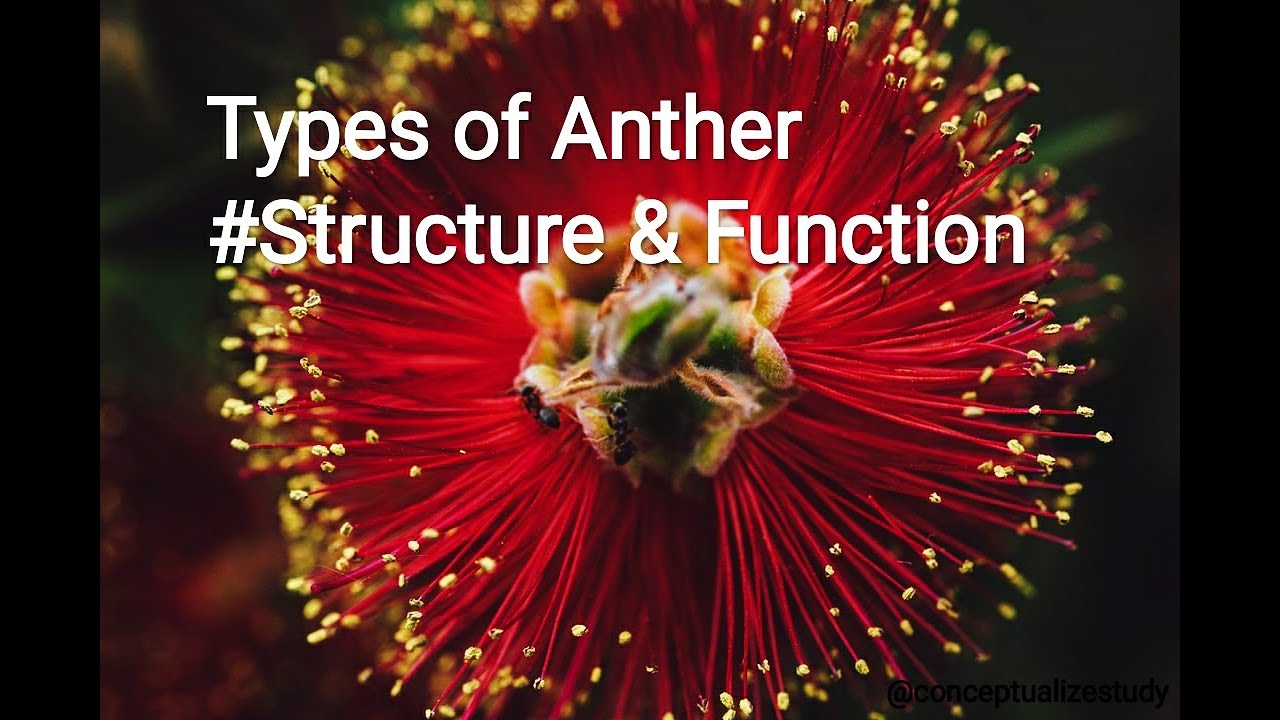 Types of Anther - YouTube