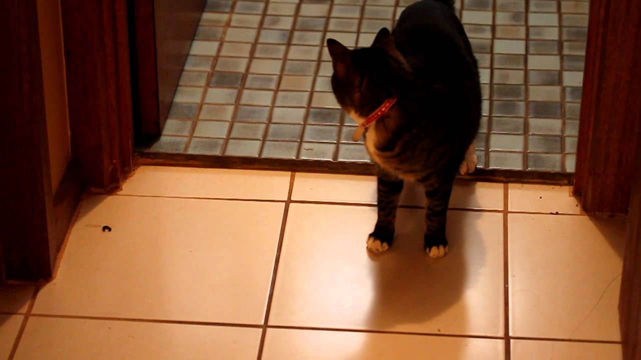 Hayley the cat - Where did it go? - YouTube