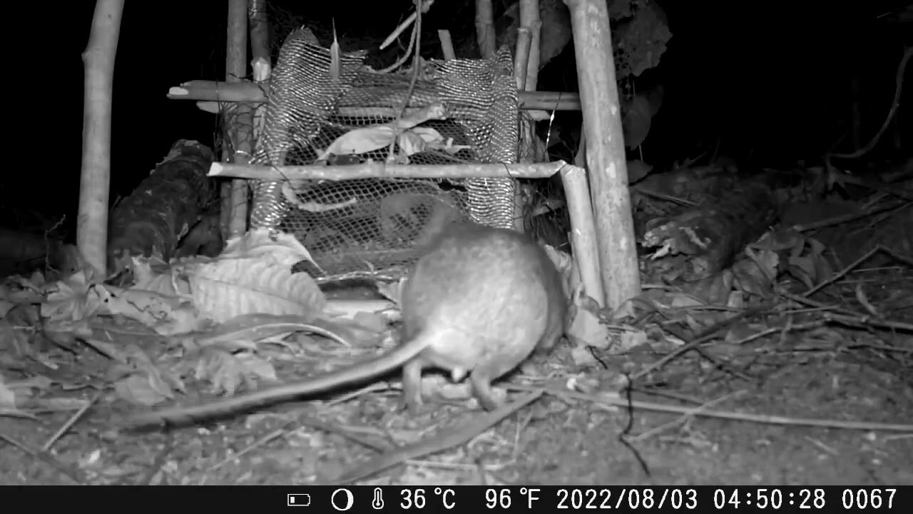 Saruê Mucura, é rato caindo na armadilha. - YouTube