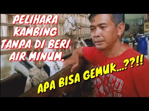 NGEBOK KAMBING TANPA DI BERI MINUM