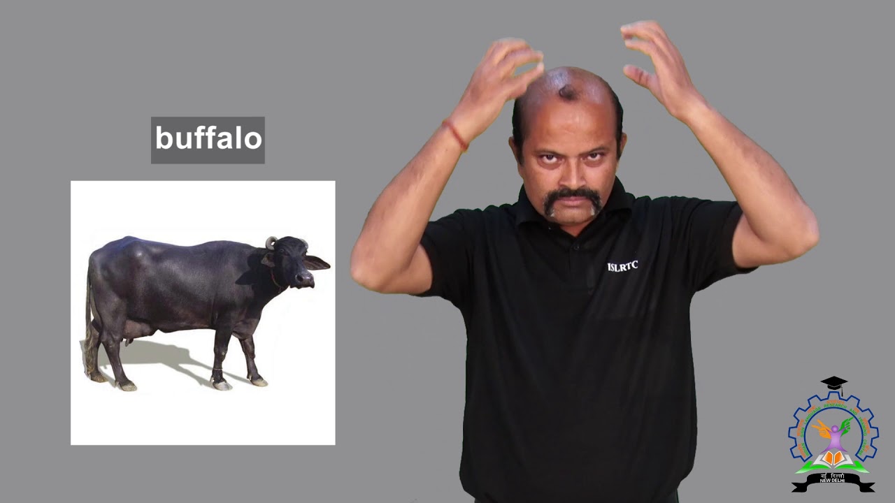 buffalo (sign 3) - YouTube