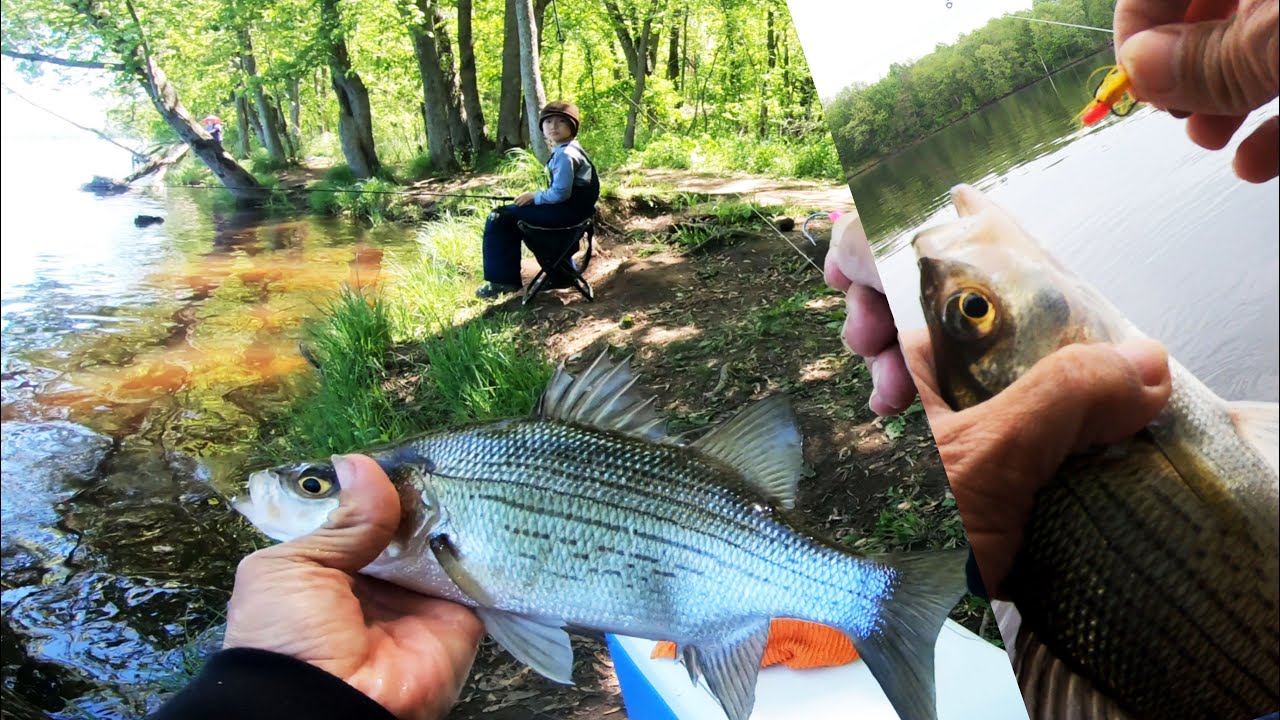 Wisconsin - White bass fishing EP.4 - YouTube
