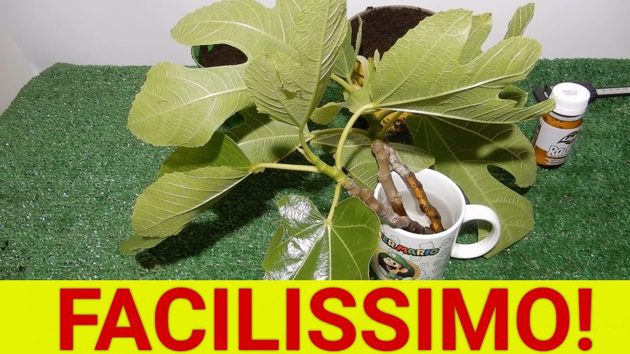 TALEA di FICO! Metodo semplicissimo! - YouTube