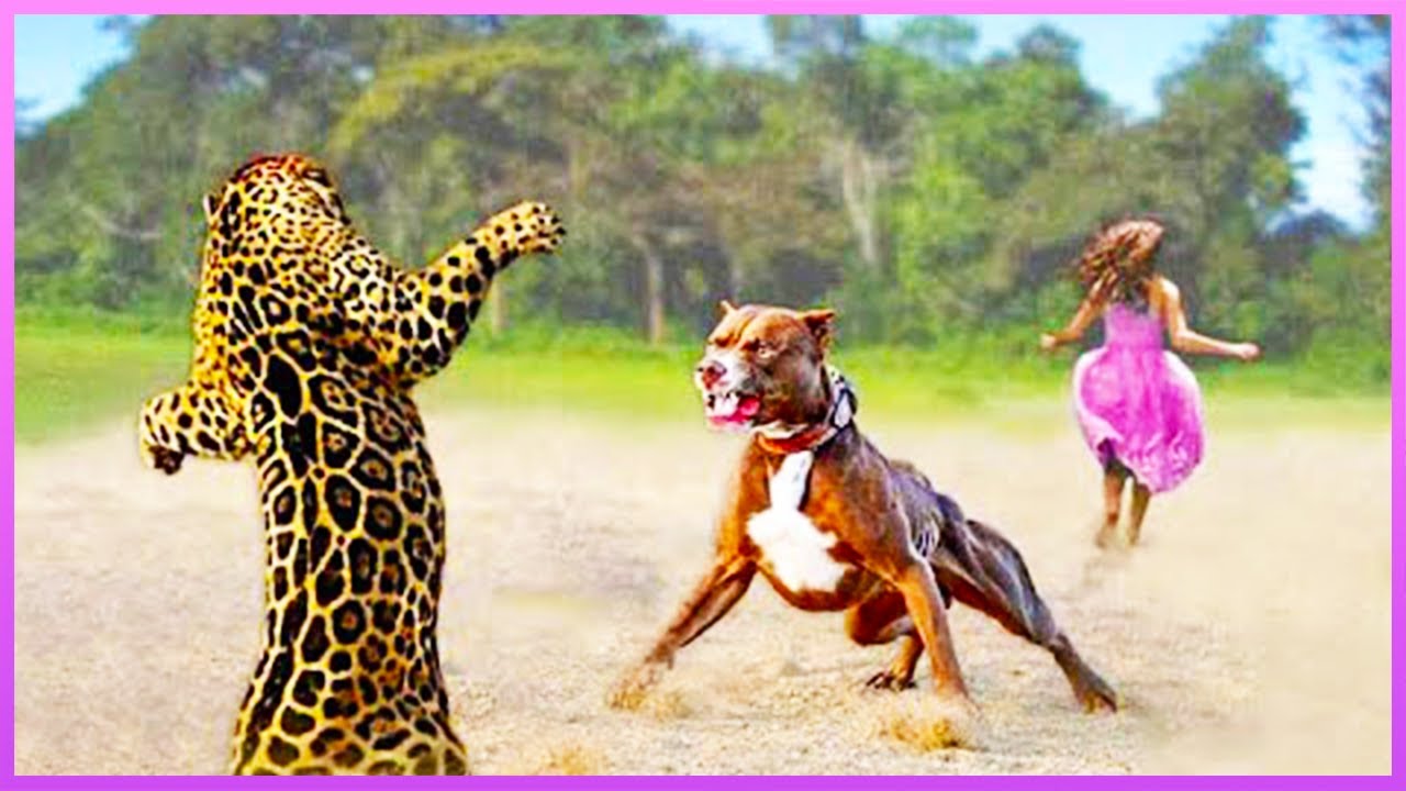 30 Heroes Animals Saved Human Lives ! 🧡🤗 - YouTube