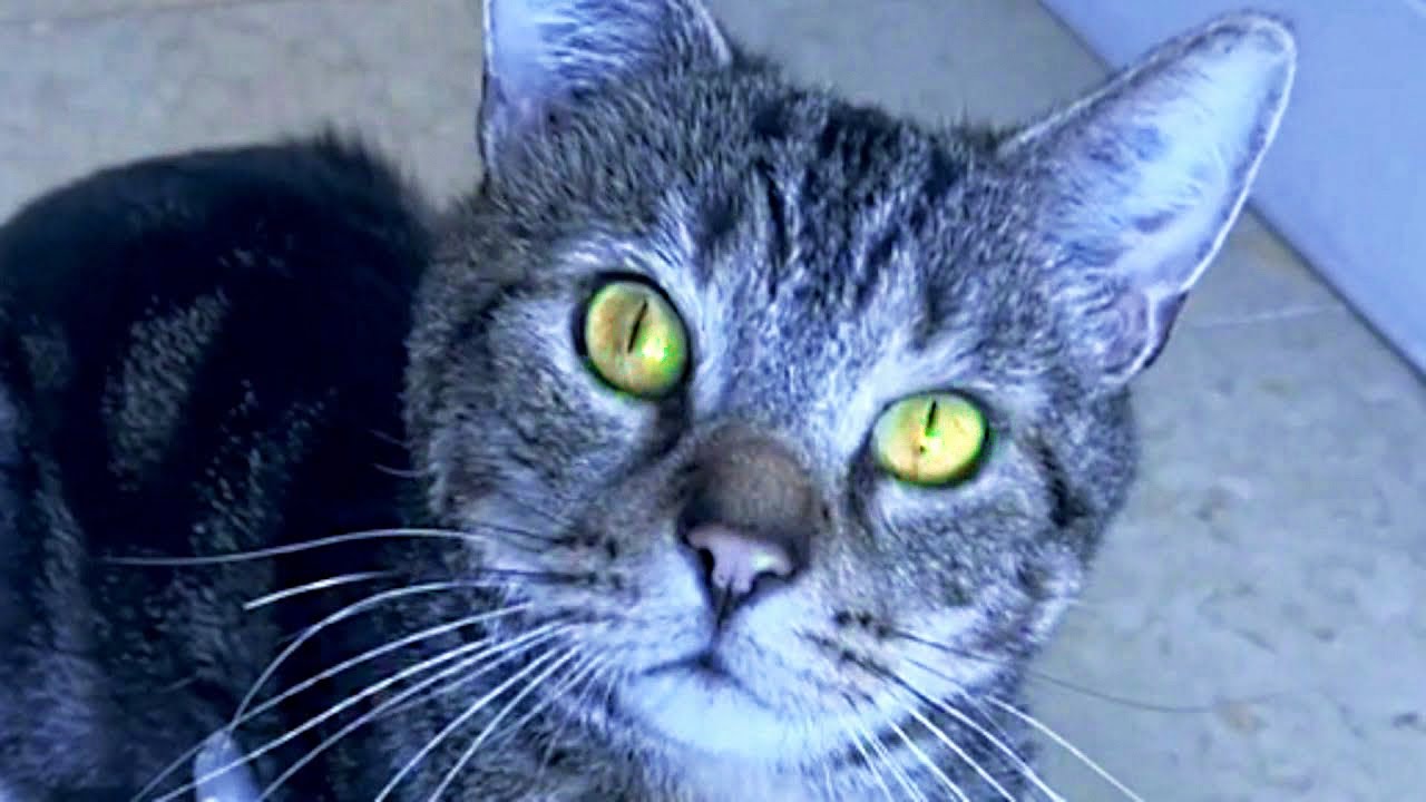 I adopted a test lab cat. Here's what happened. - YouTube