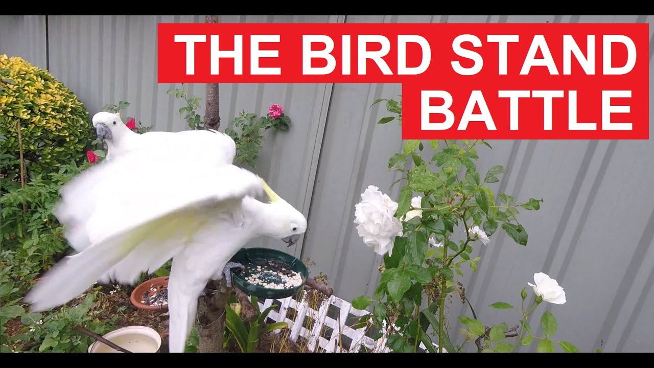 The Bird Stand Battle - Feathered Standoff #cockatoo #parrot #wildbirds ...