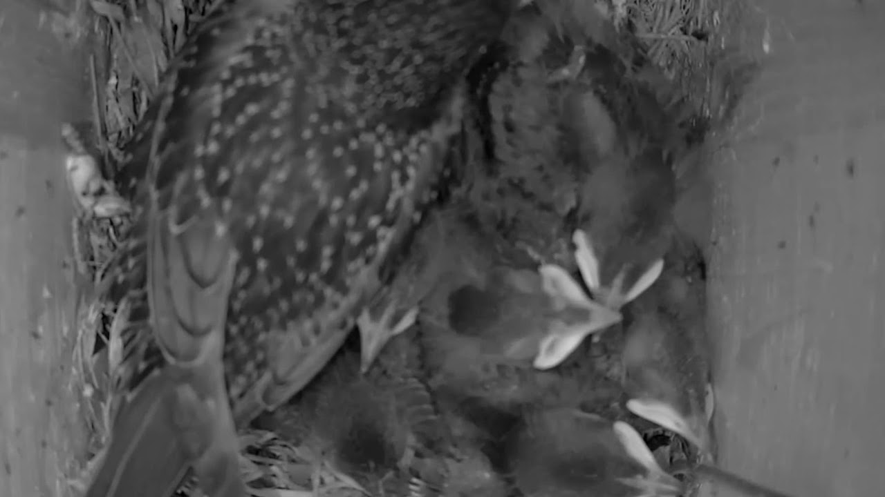 So many insects in the nest! - YouTube