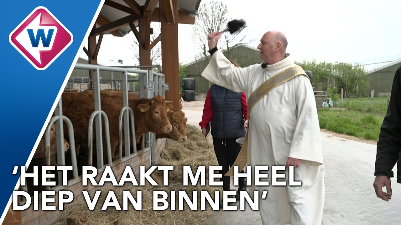 Vee tussen koeienstront gezegend op boerderij - YouTube