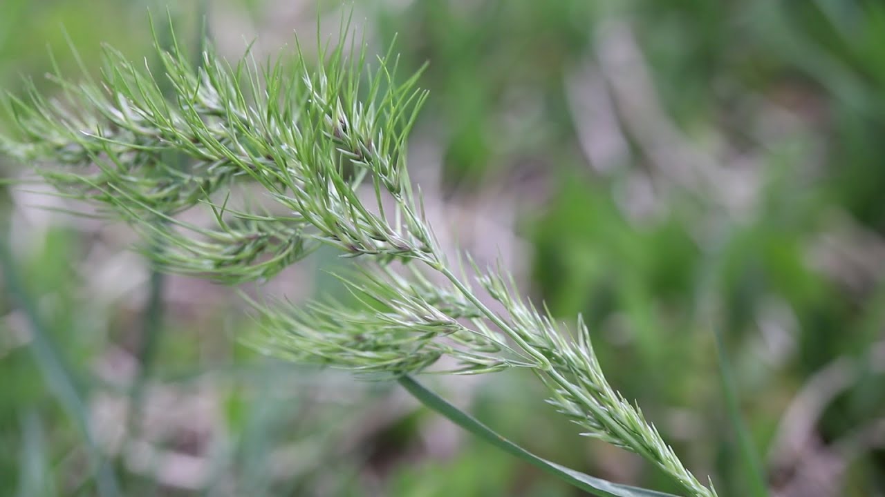 BULBOUS BLUEGRASS (Poa bulbosa) - YouTube