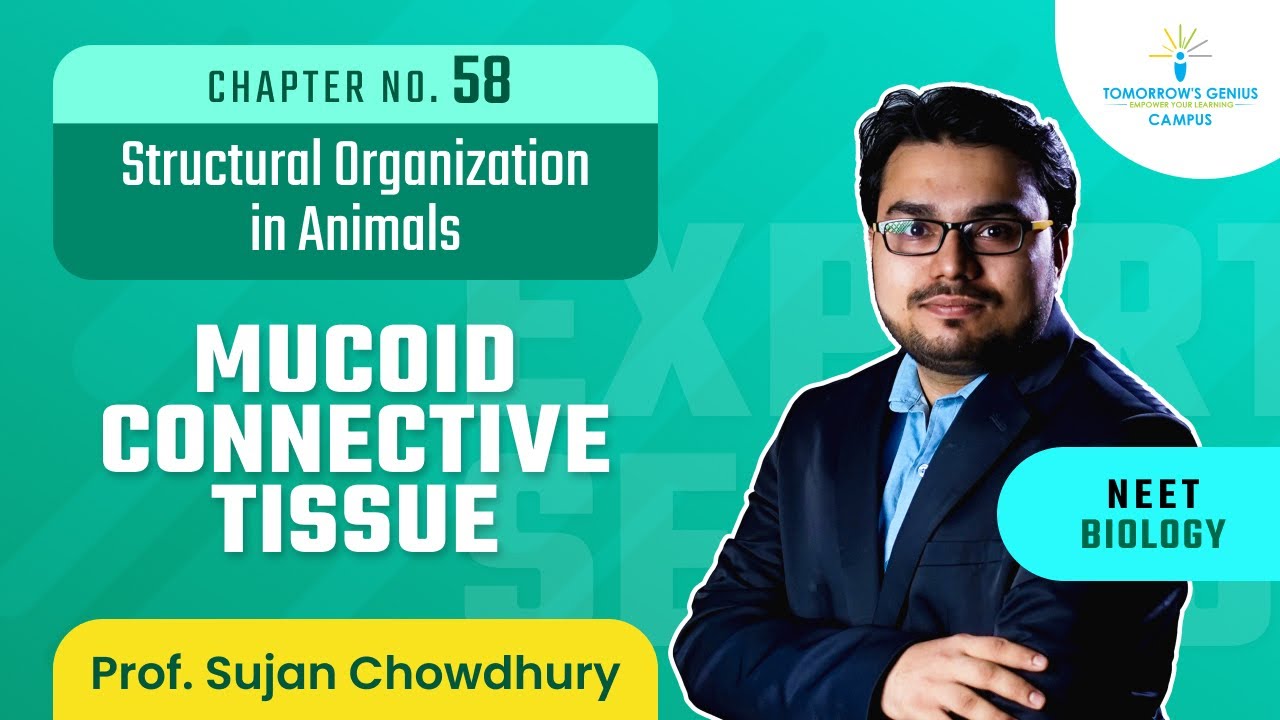 Mucoid Connective Tissue | Structural Organization in Animals | NEET ...