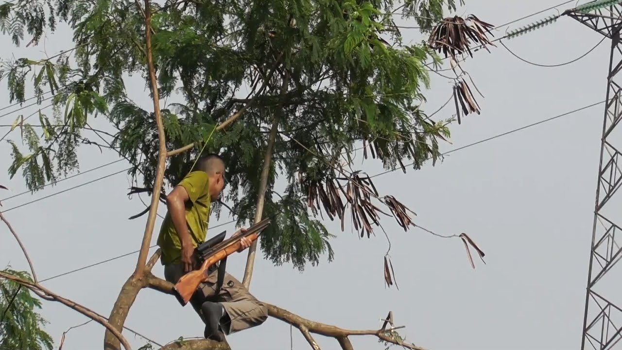 HUNTING SHOOTING FROM TREES - YouTube