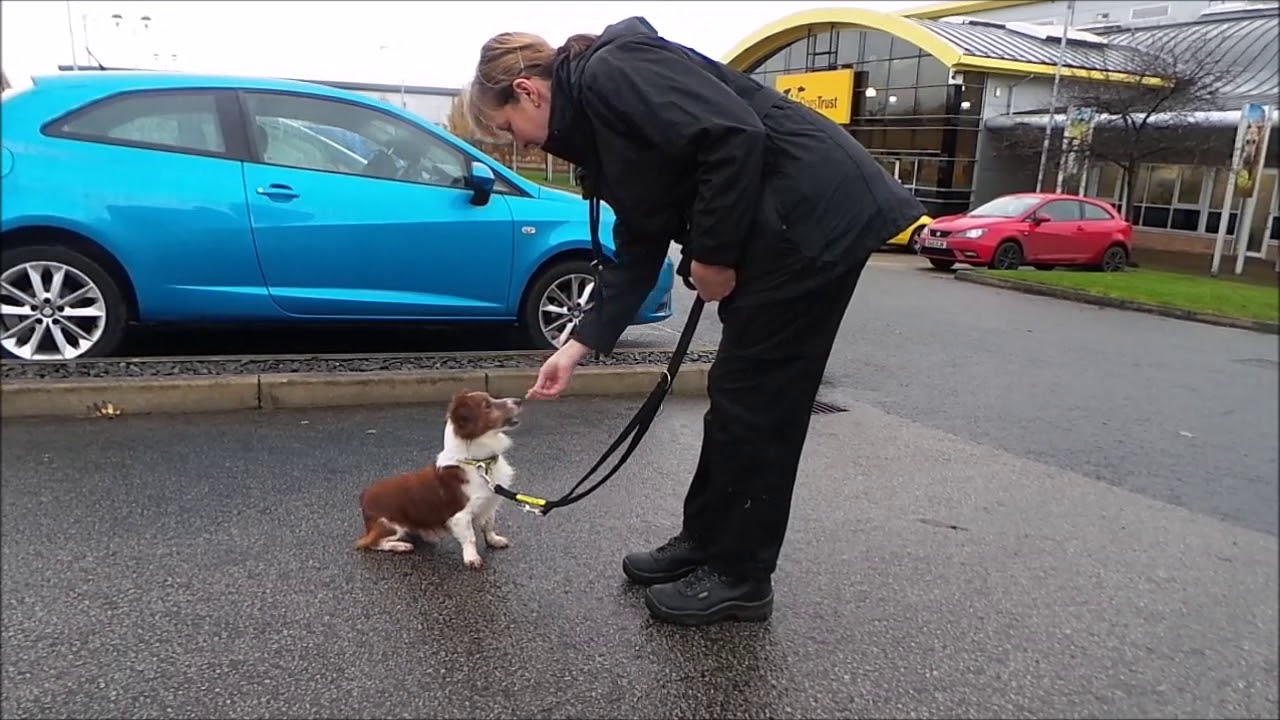 Dogs Trust Manchester - Jake - YouTube