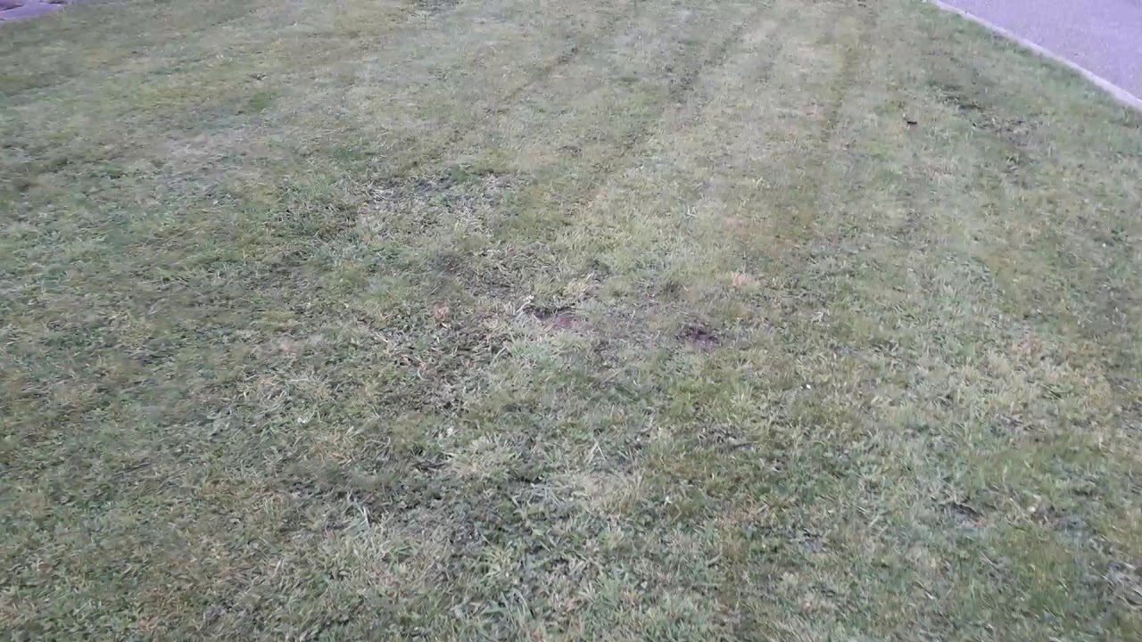 Nicely cut lawn by DILLON ROBERTS GARDEN SERVICE - YouTube