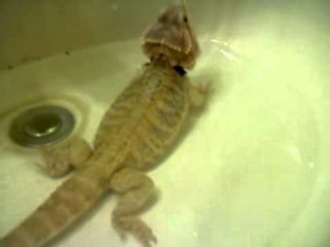 Bearded Dragon Swimming - YouTube