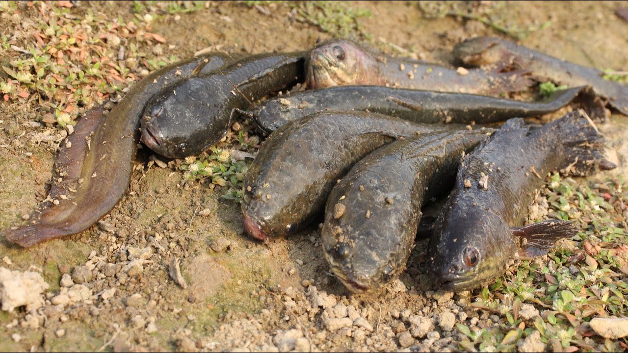 Fishing After Rainy Season | Searching Fish in Rice Field | Fishing in ...