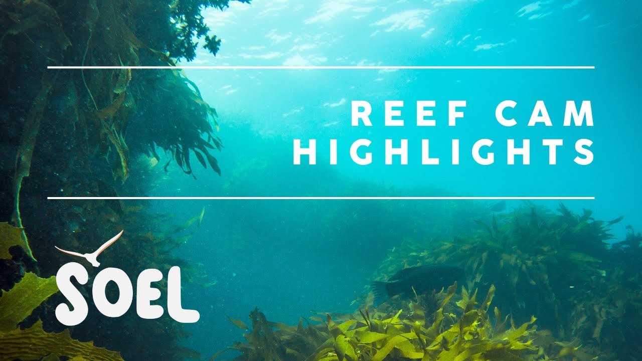Reef Cam Highlight Reel - YouTube
