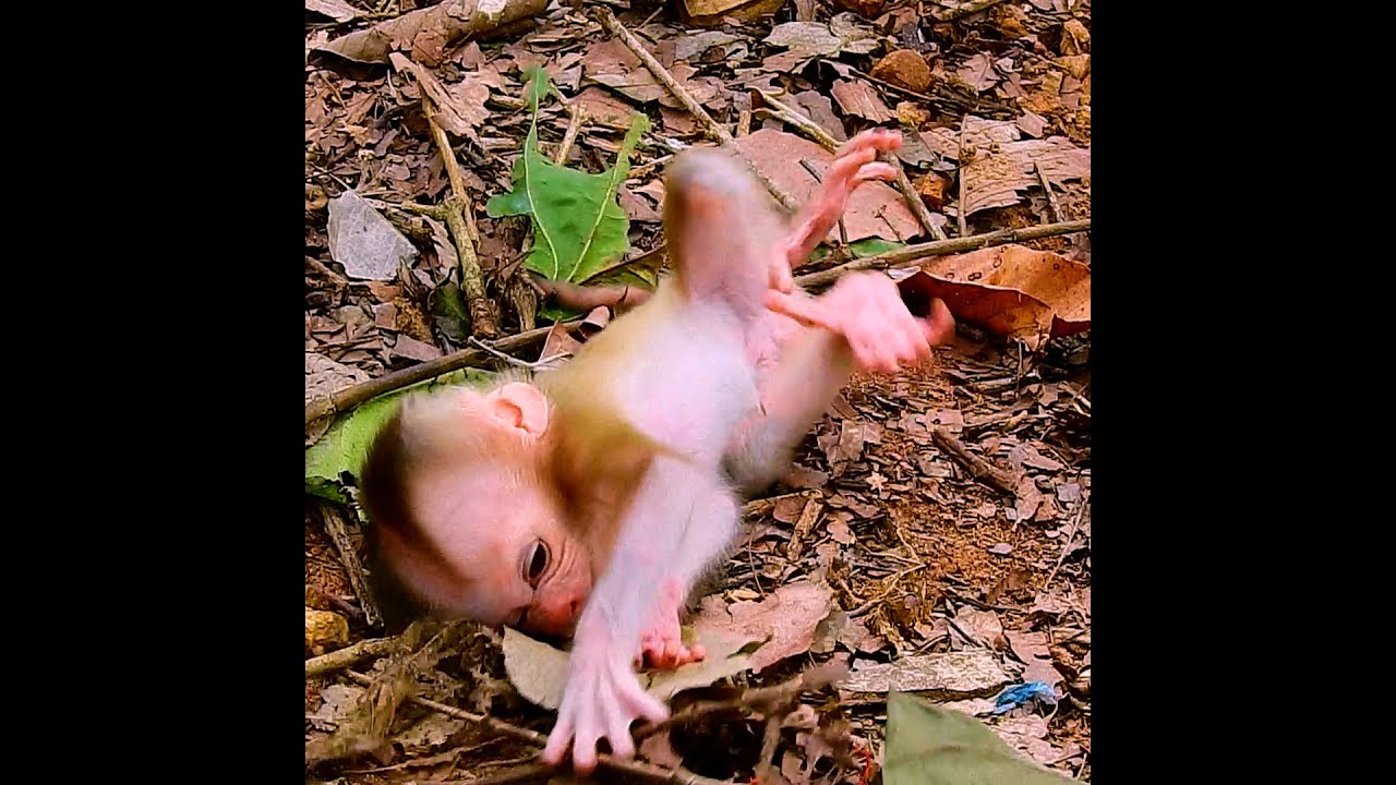 Pitiful baby monkey Lynx crying temper angry mother Luna denied milk ...