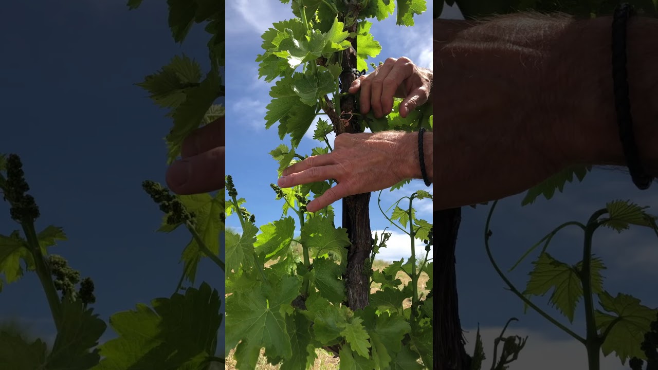 Vertical Cordon - YouTube