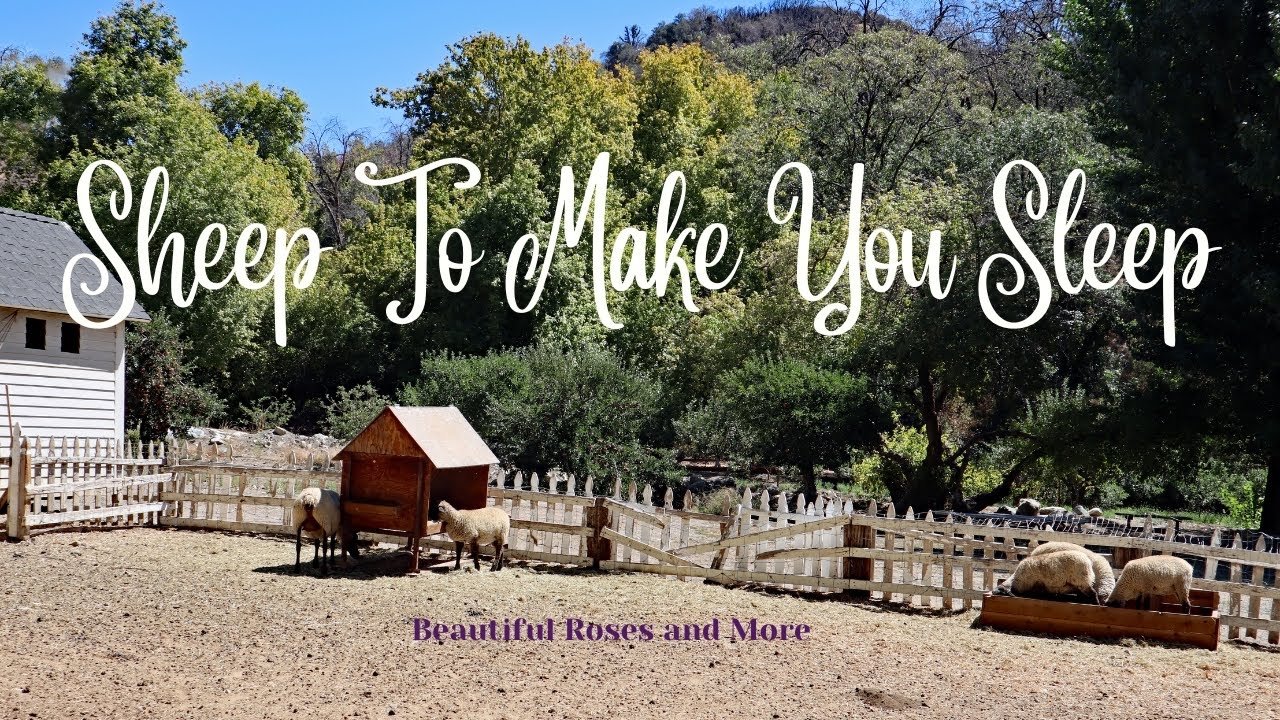 Sheep To Make You Sleep - YouTube