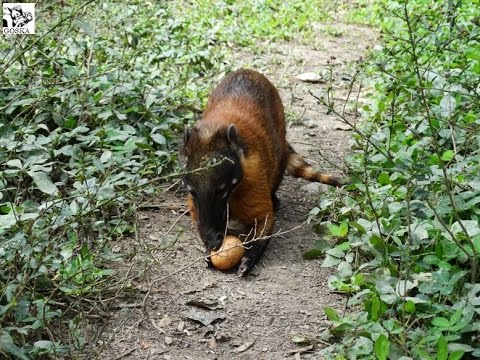 Feeding a semi-wild coati - YouTube