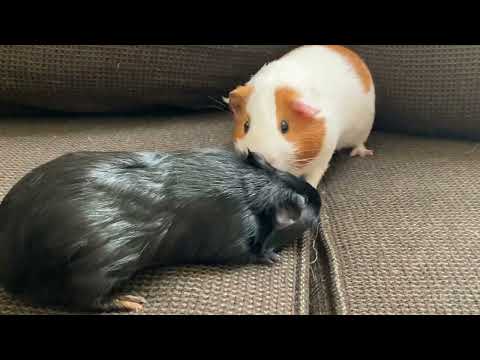 GINGER AND PIXIE THE GUINEA PIGS - YouTube