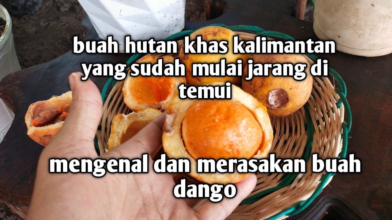 mengenal dan merasakan buah dango buah hutan asli kalimantan - YouTube