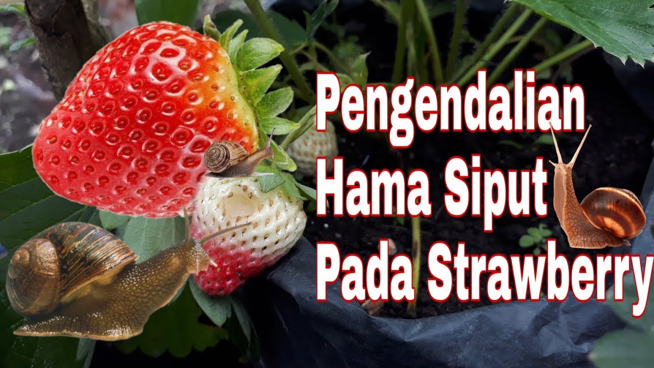 Pengendalian Hama Siput Pada Strawberry - YouTube