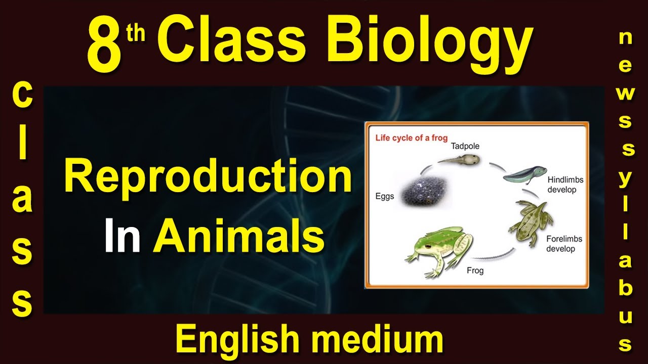 8th Class Biology || Reproduction In Animals || 2020 New Syllabus ...