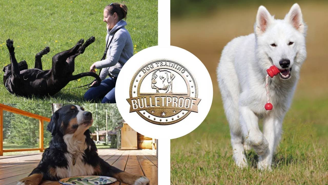 Bulletproof Dog Training - YouTube