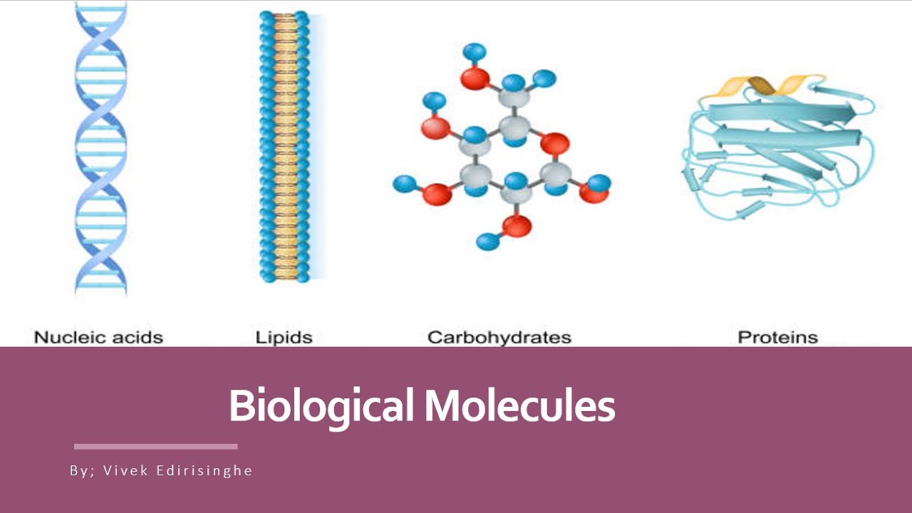 Biology (5090) - Unit 3 Biological Molecules - YouTube
