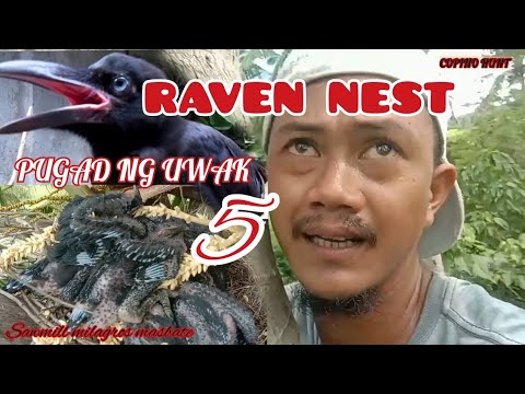 Ep89,RAVEN NEST, pugad ng uwak. - YouTube