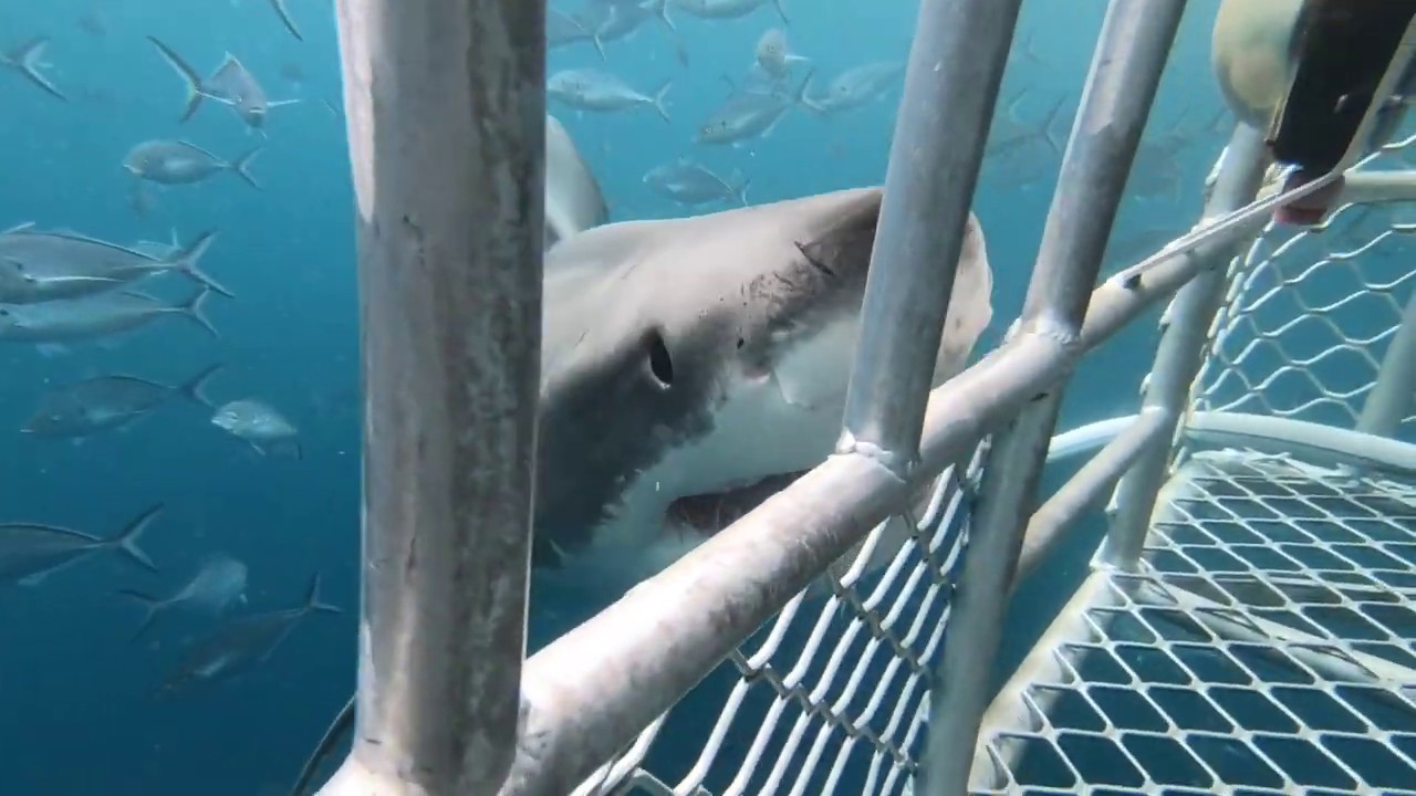Shark cage diving - 6th June 2020 - YouTube