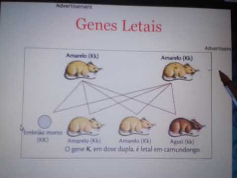 PRÁTICA DE GENÉTICA- GENES LETAIS - YouTube