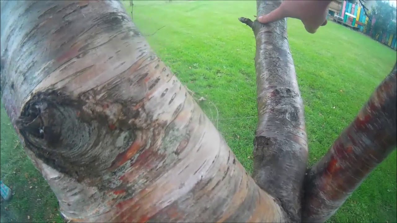 Tree pruning basics explained (and interrogation of Dave) - YouTube