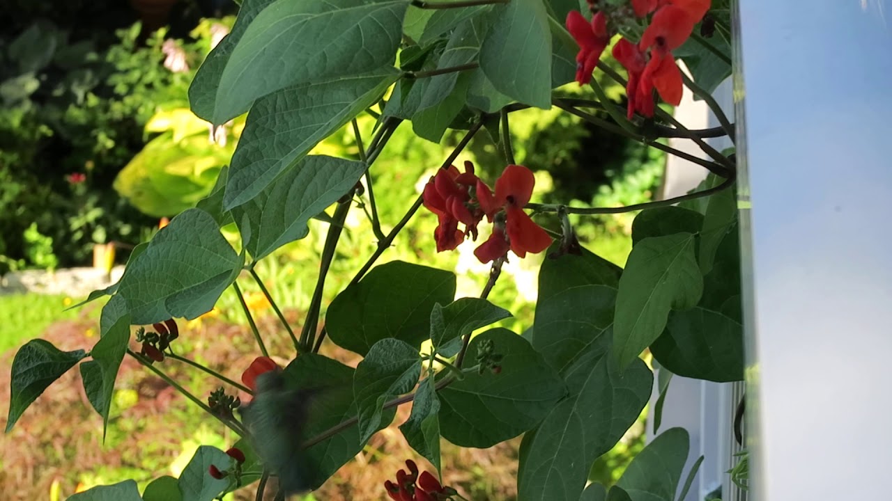 Hummingbird & Scarlet Runner Bean - YouTube
