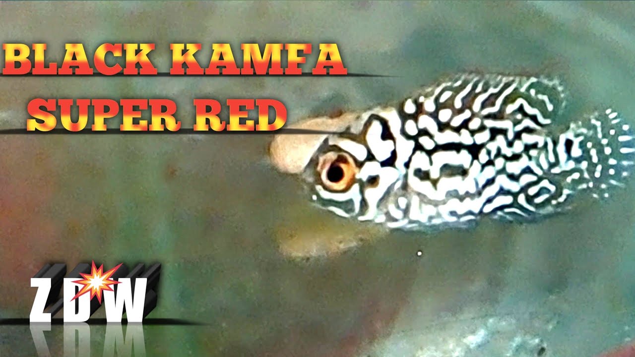 black kamfa & super red || burayak louhan kamfa f2 ori thailand - YouTube