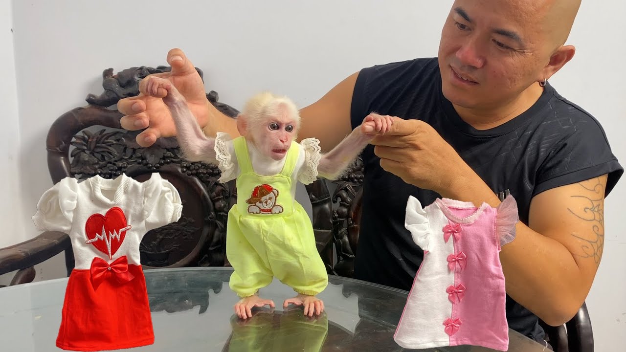 Monkey Luk surprise when dad bought new clothes - YouTube