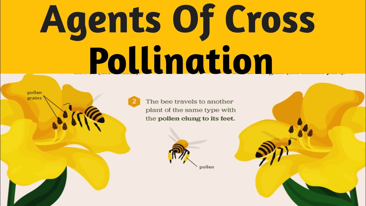 Agents of cross pollination | #Aristo Plus - YouTube