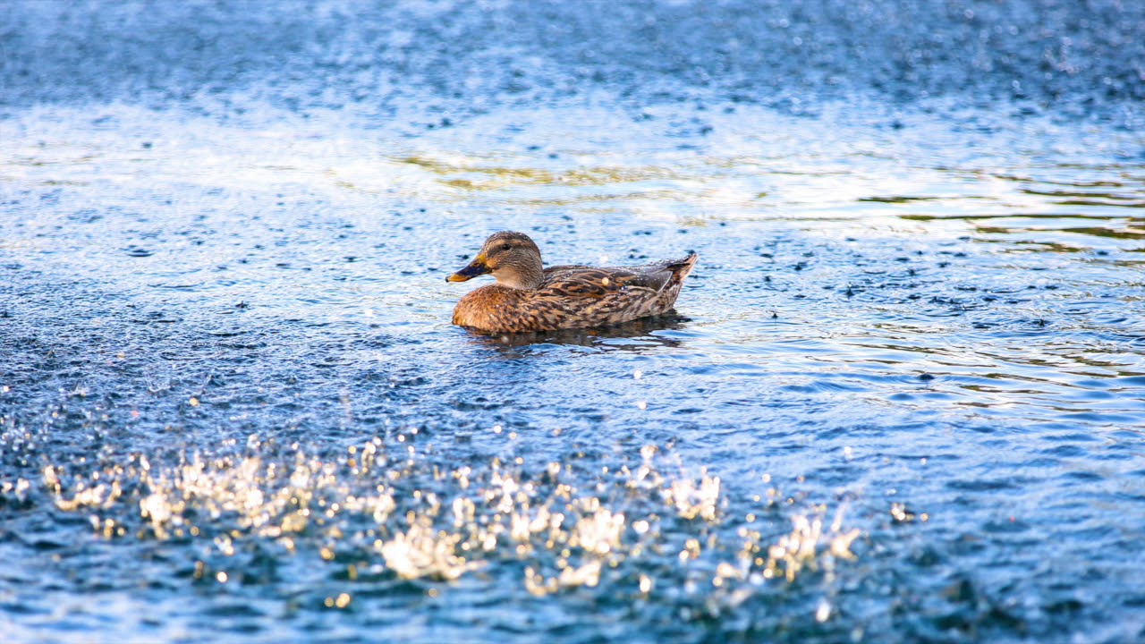 Thimble of Water - YouTube