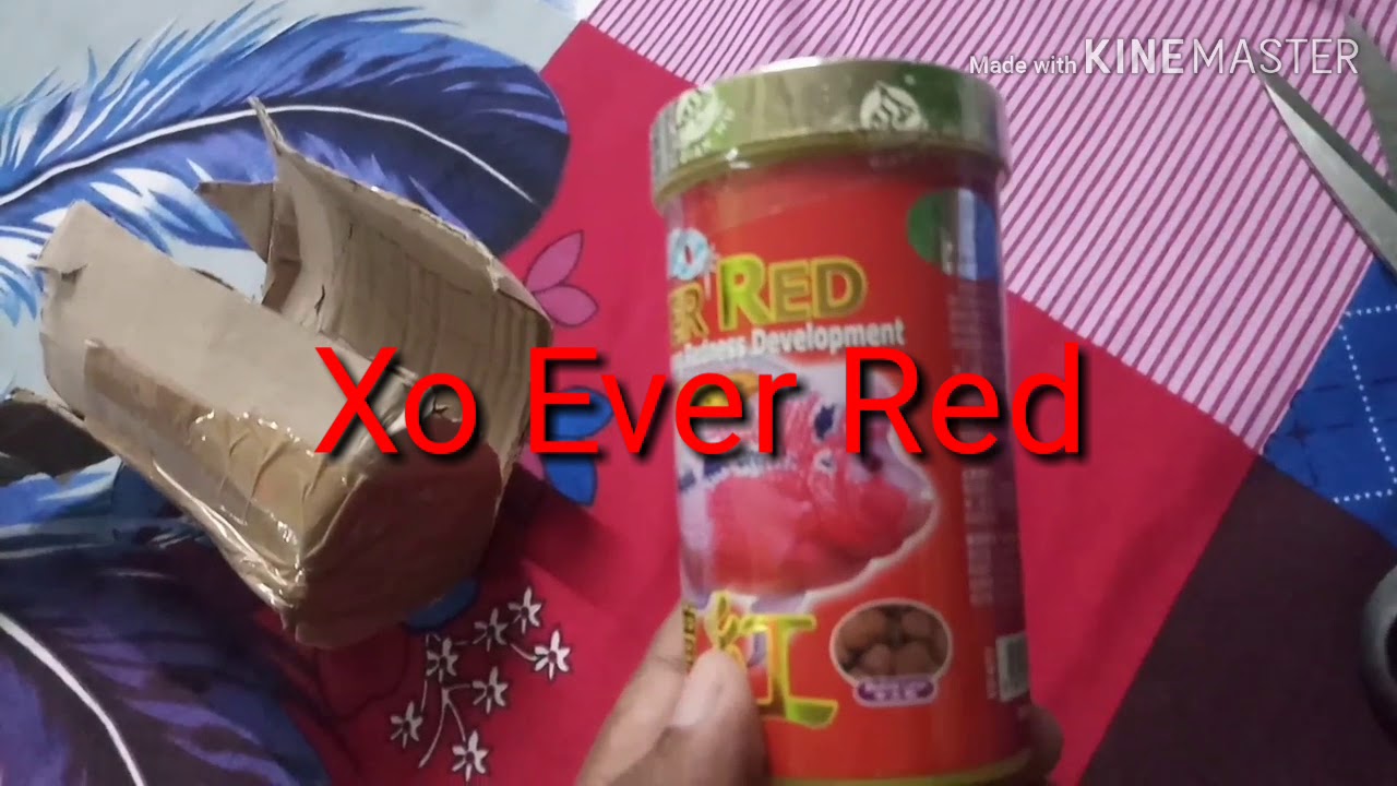 Xo Ever Red is coming and feed a Flower Horn - YouTube