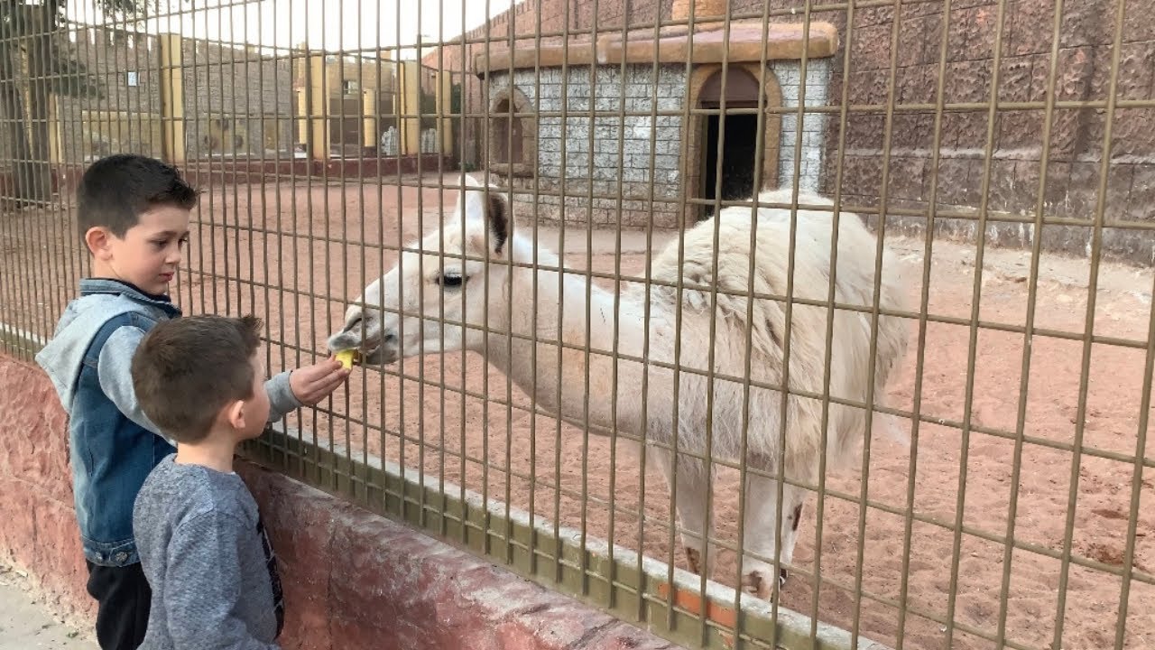 زيد و كريم في حديقة الحيوانات Zayd and kareem are at the Zoo - YouTube