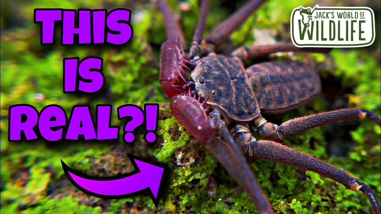 THESE ARE REAL ANIMALS? WHAT Are TAILLESS WHIP SCORPIONS? - YouTube