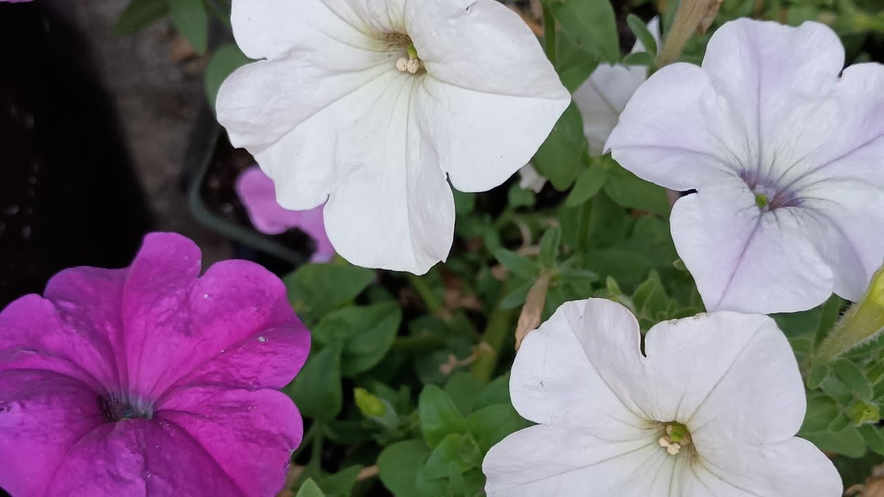 Cross Pollination of the Firefly Petunia Hybrids Update - YouTube