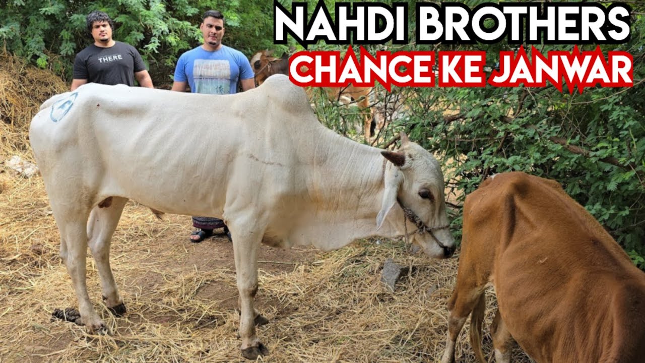 Sabse Saste bade janwar in barkas peeli dargah | desi bull's | Ongole ...